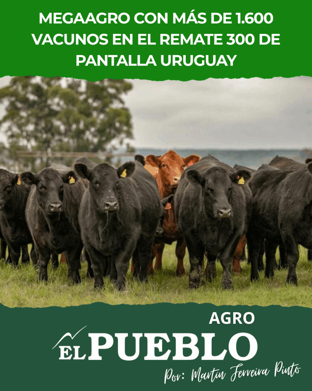 Megaagro con más de 1.600 vacunos en el Remate 300 de Pantalla Uruguay - EL PUEBLO