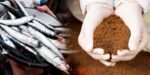 Harina de pescado: usos, beneficios y almacenamiento